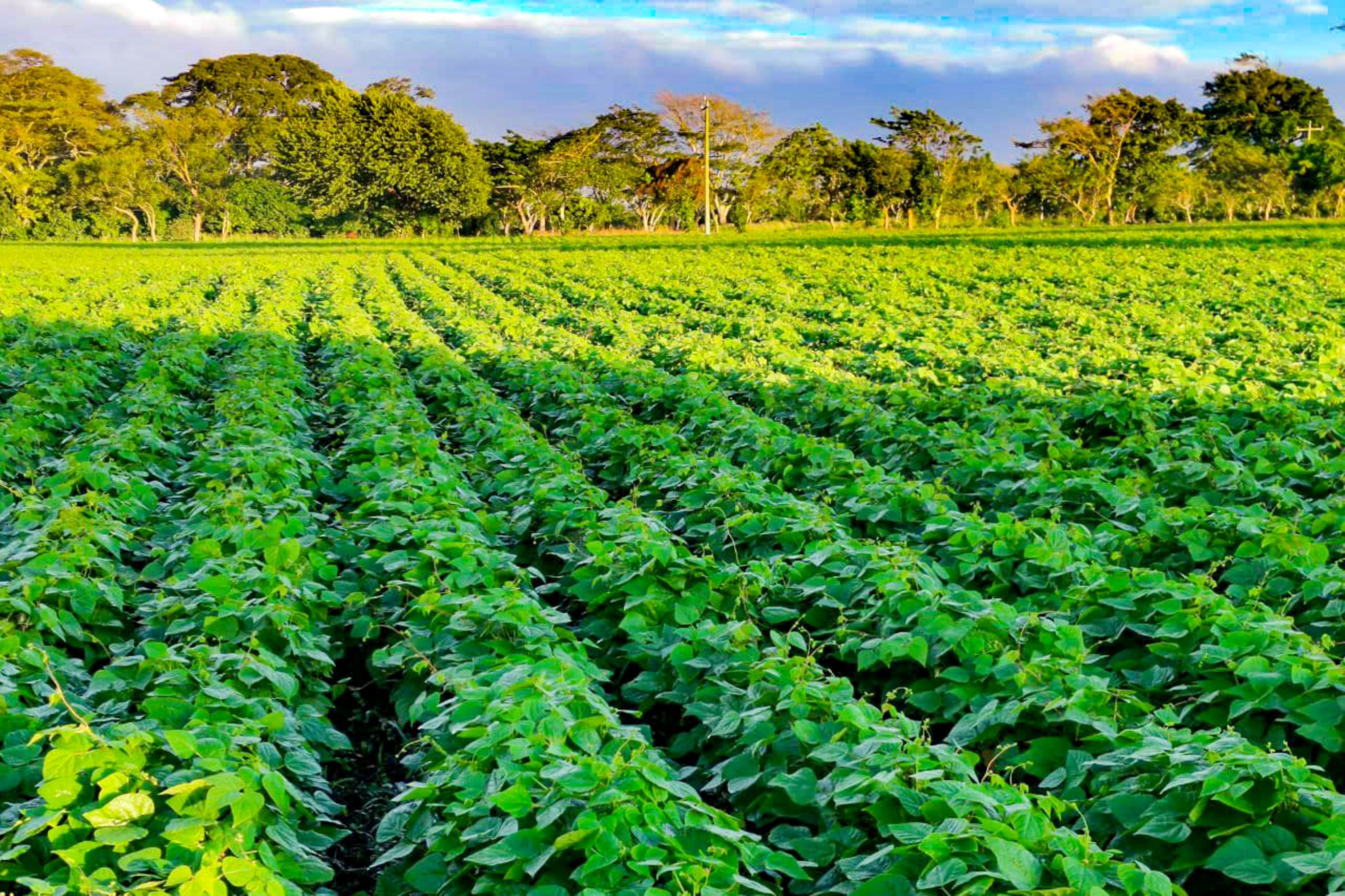 Campesinos de Madriz alistan sus tierras para siembra de primera ...