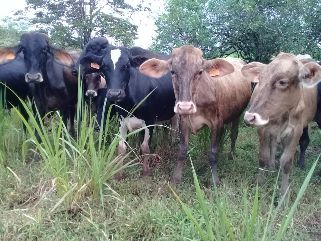 Así sobreviven las fincas de Masaya, el departamento menos ganadero ...