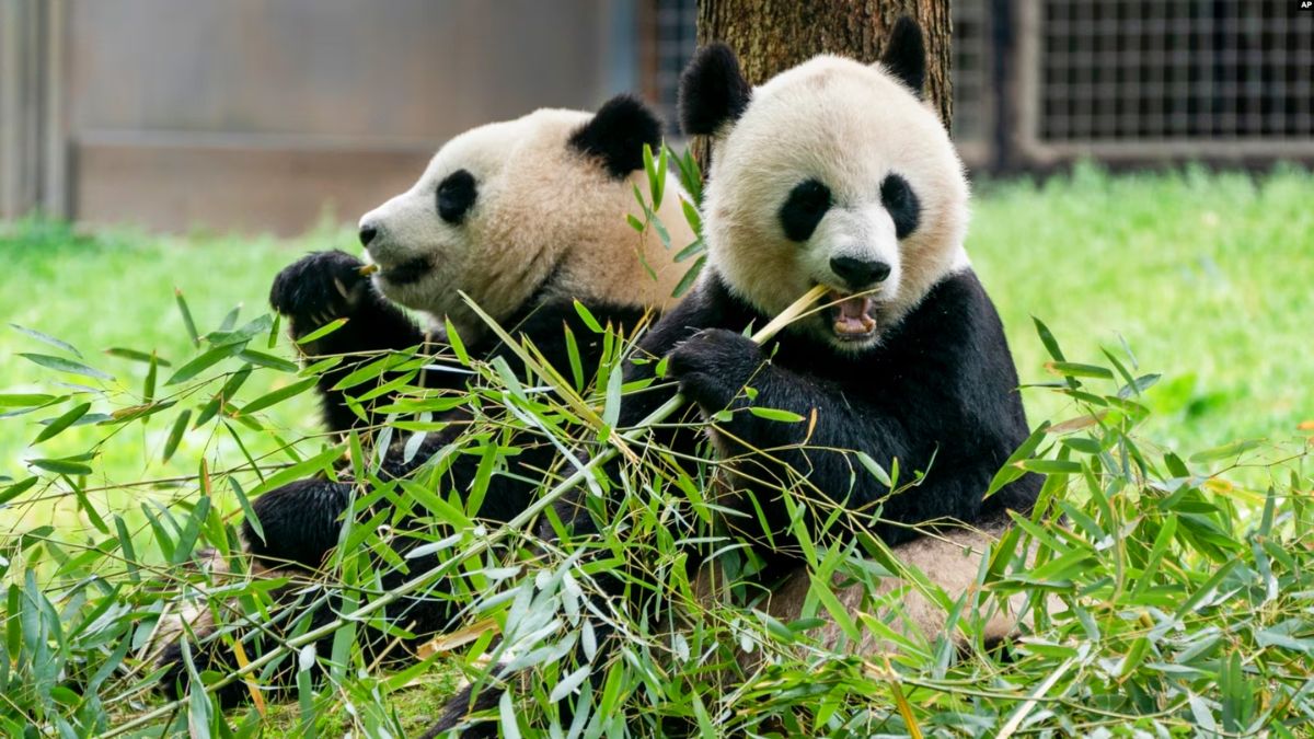 El Zoo Nacional de Washington recibirá dos nuevos pandas gigantes de ...